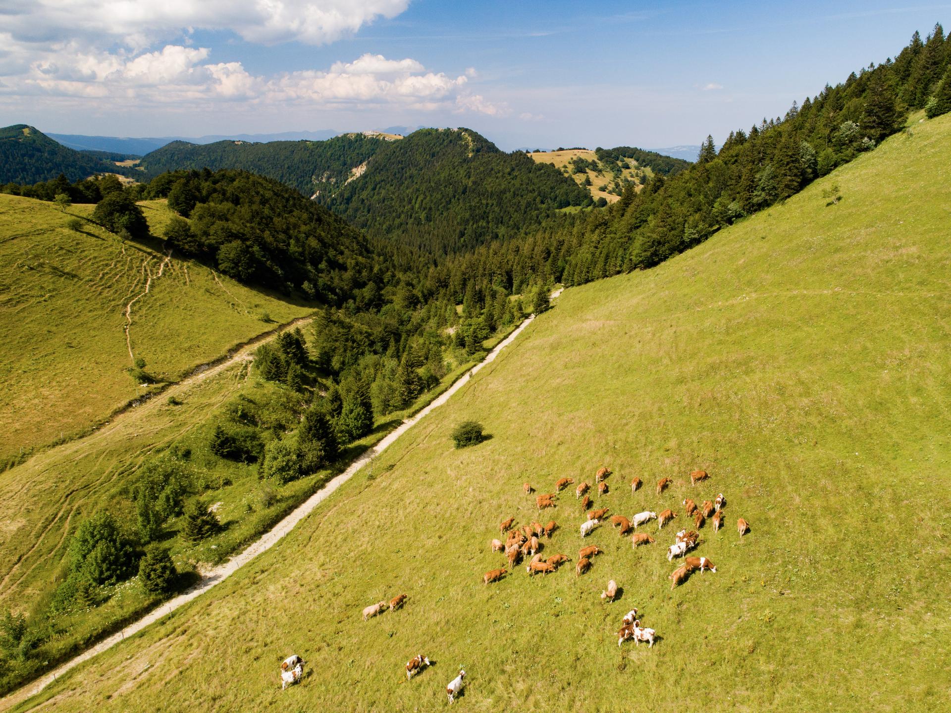 Les chemins de crêtes du Grand Colombier | Office de Tourisme Bugey Sud ...